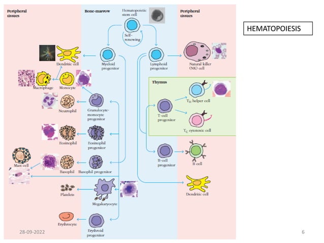 IMMUNOLOGY-basics.pdf