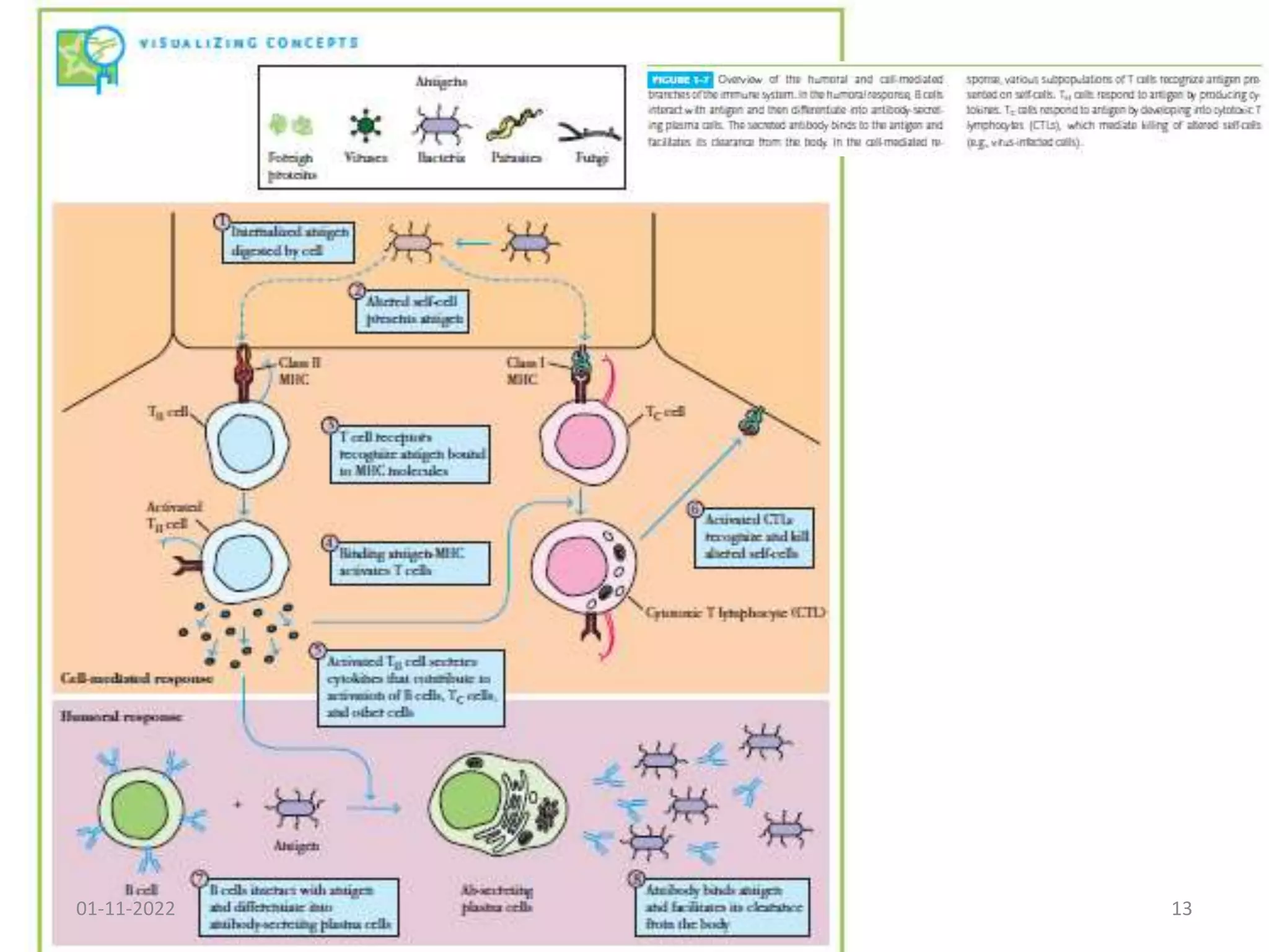IMMUNOLOGY-basics.pptx