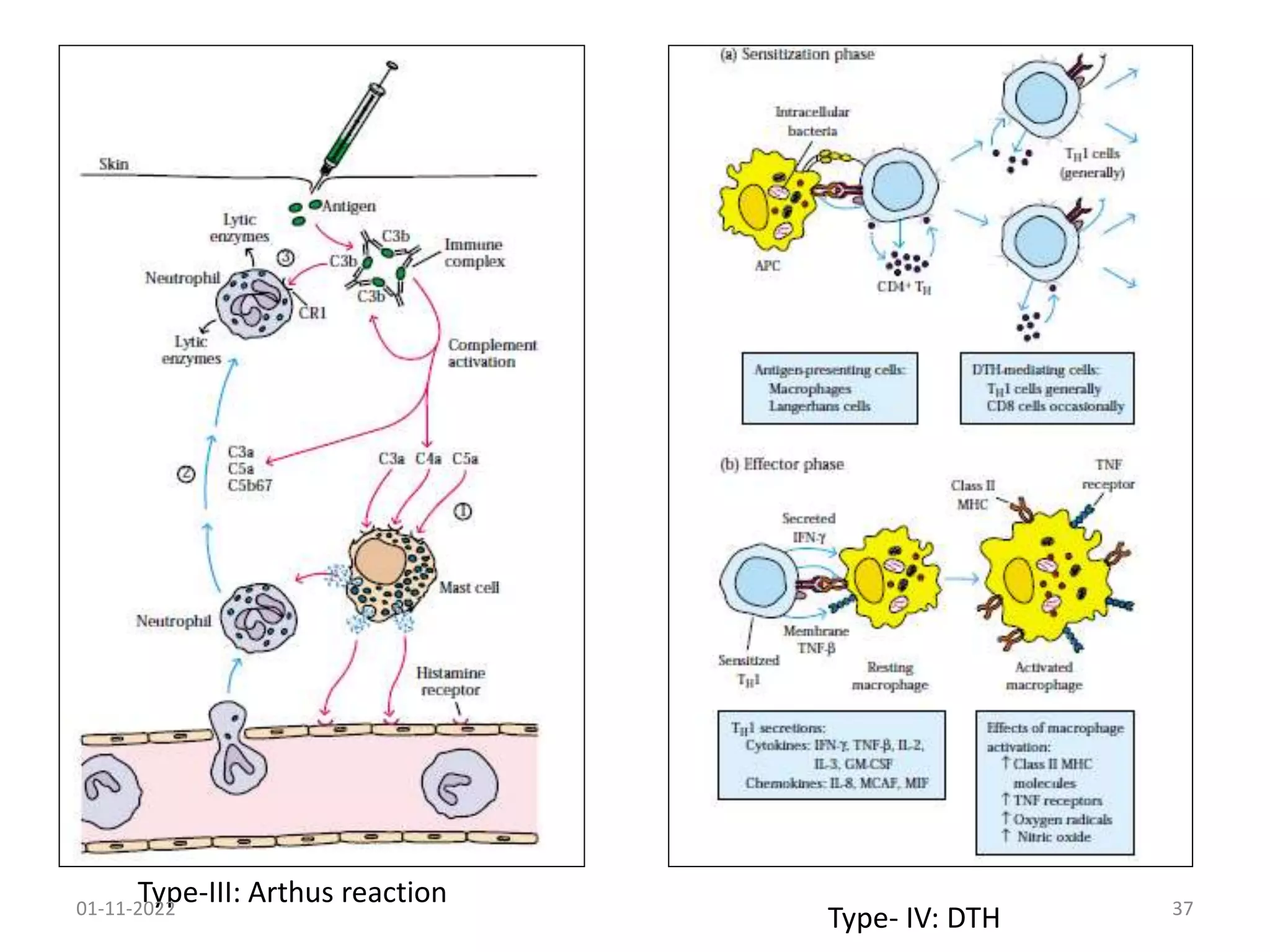 IMMUNOLOGY-basics.pptx