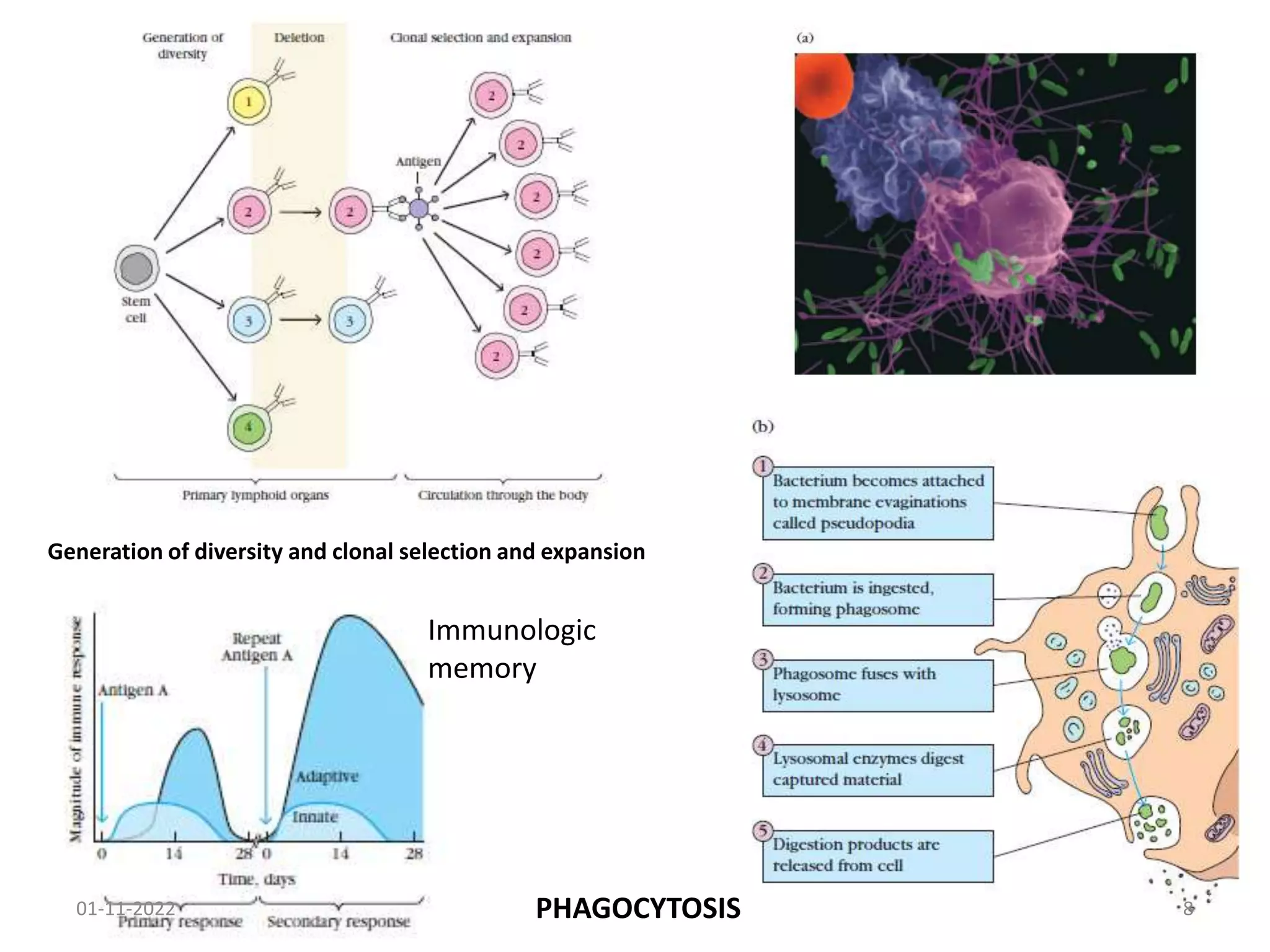 IMMUNOLOGY-basics.pptx