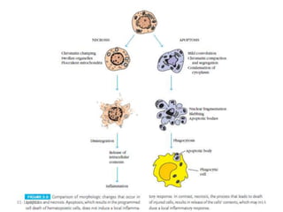 IMMUNOLOGY-basics.pptx