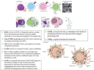 IMMUNOLOGY-basics.pptx