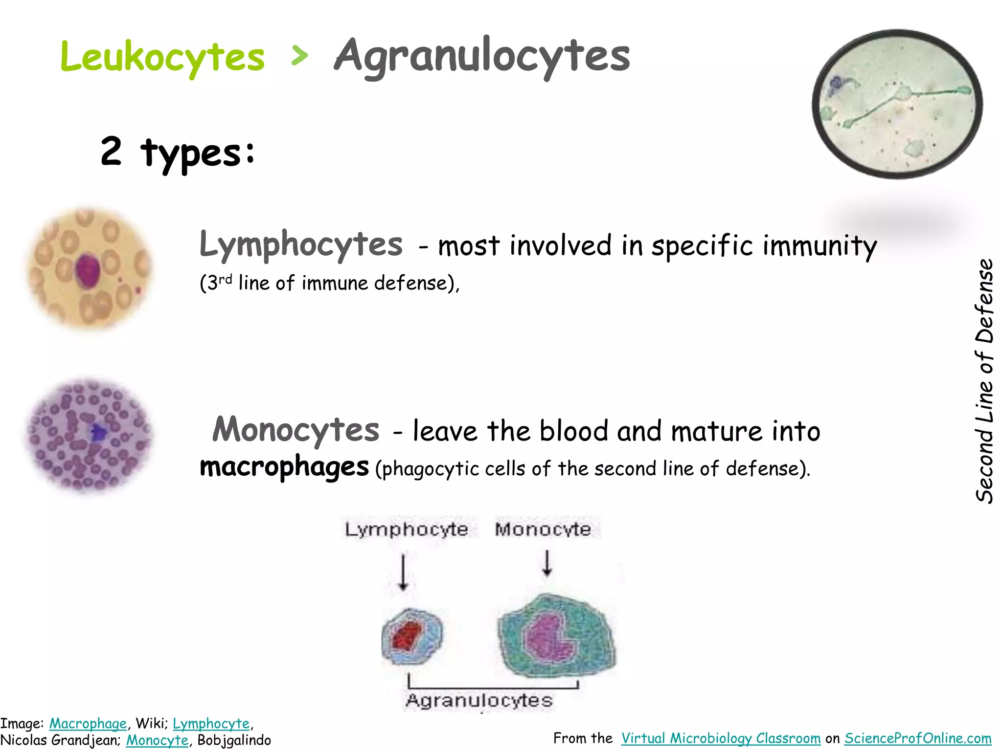 Immunology-Basics-Biology-Lecture-PowerPoint-VMCct.pptx