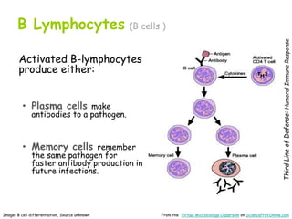 Immunology-Basics-Biology-Lecture-PowerPoint-VMCct.pptx