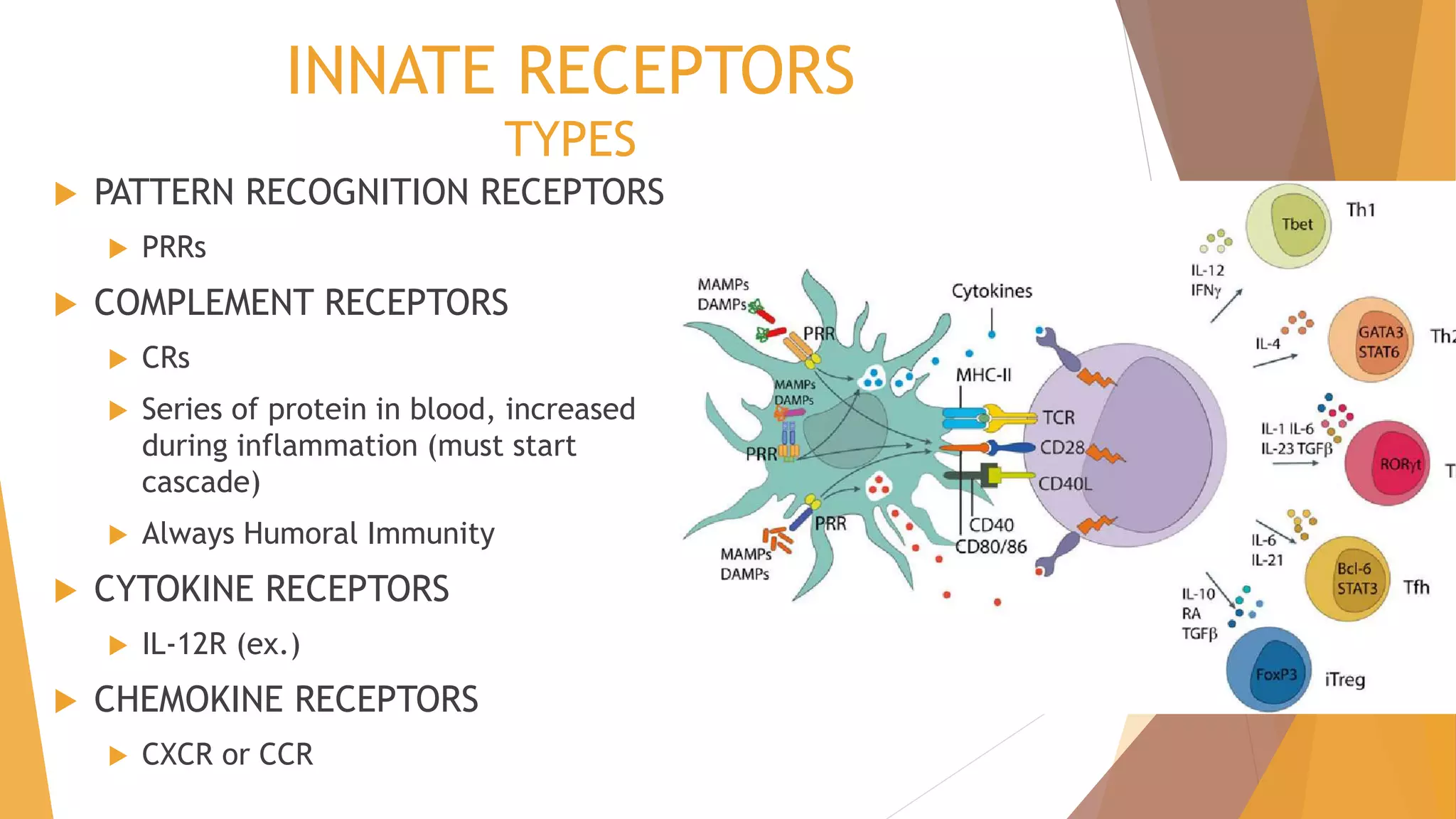 Immunology - Final Exam.pptx