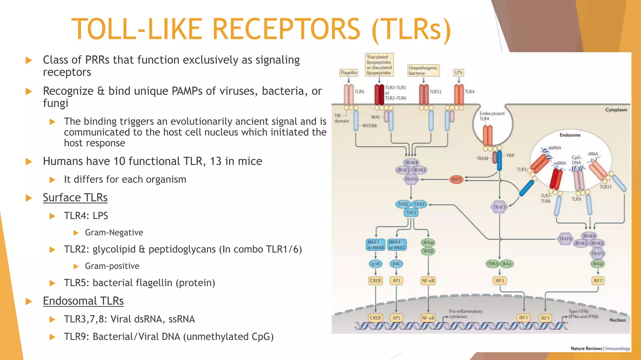Immunology - Final Exam.pptx
