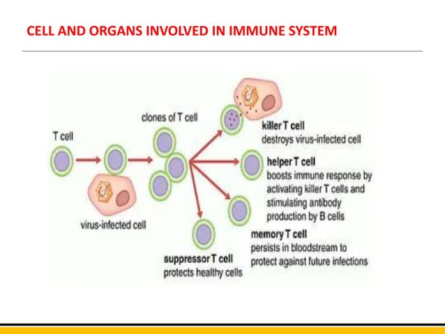 IMMUNOLOGY - HISTORY - BASIC DEFENCE MECHANISM - CELLS AND ORGANS ...