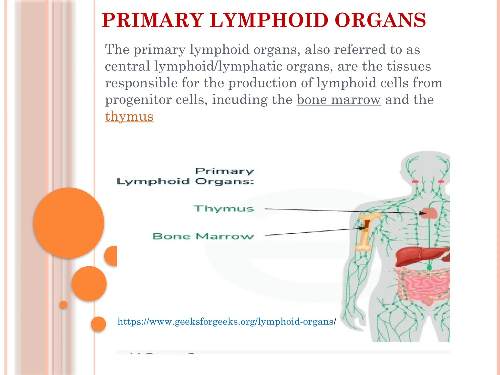 Immunology-primary lymphoid Organs system | PPTX