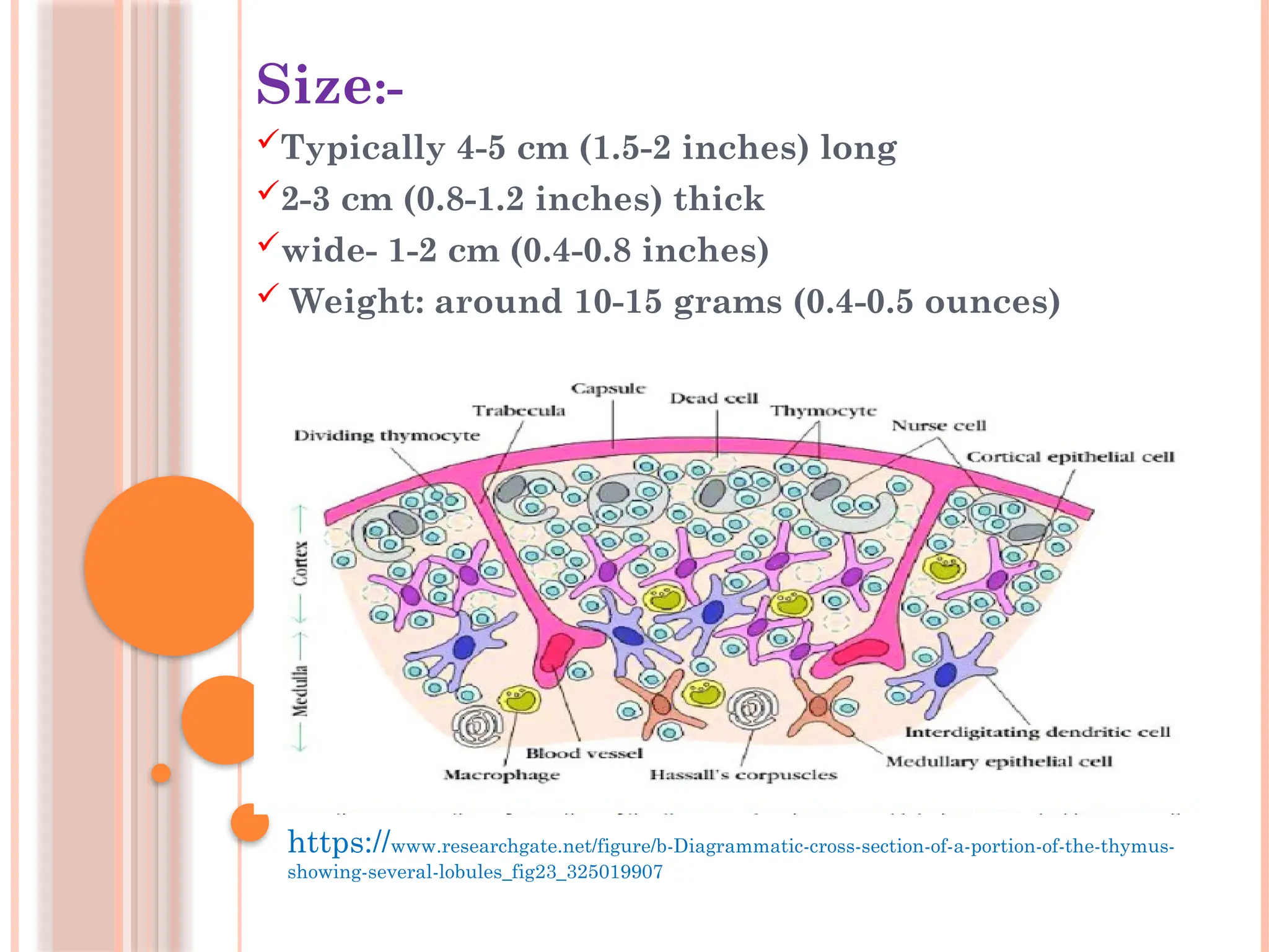 Immunology-primary lymphoid Organs system | PPTX