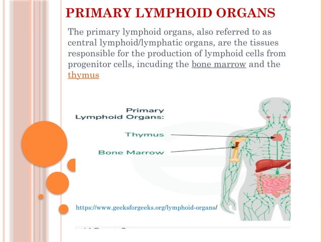 Immunology-primary lymphoid Organs system | PPTX