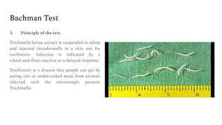 Immunology-Report-Group-1.pdf (Bachman test) | PDF