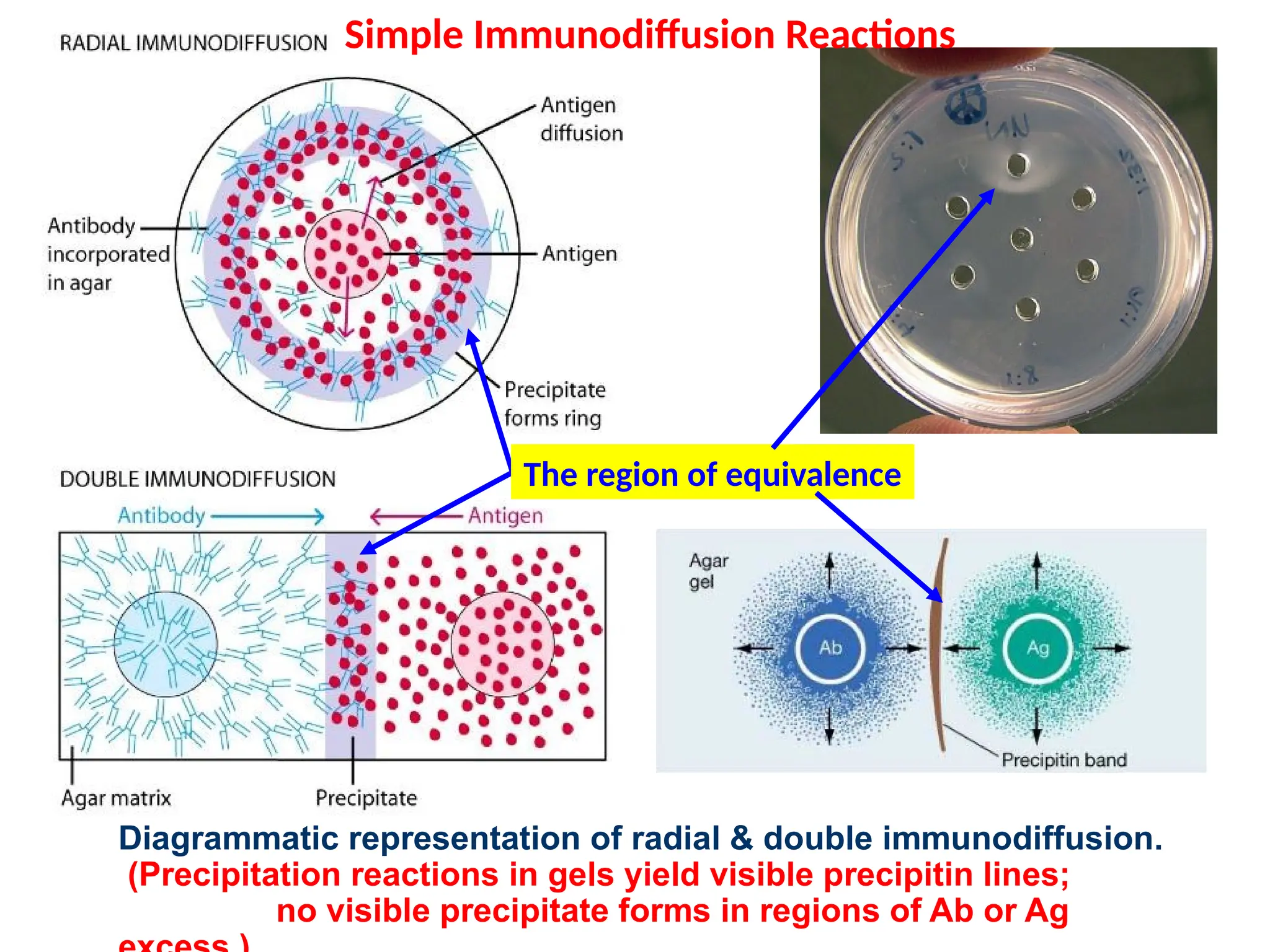 Immunology and serology based on henry pathology | PPTX