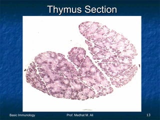 Ch. 11, Immunology Basics - Microbiology | PPT