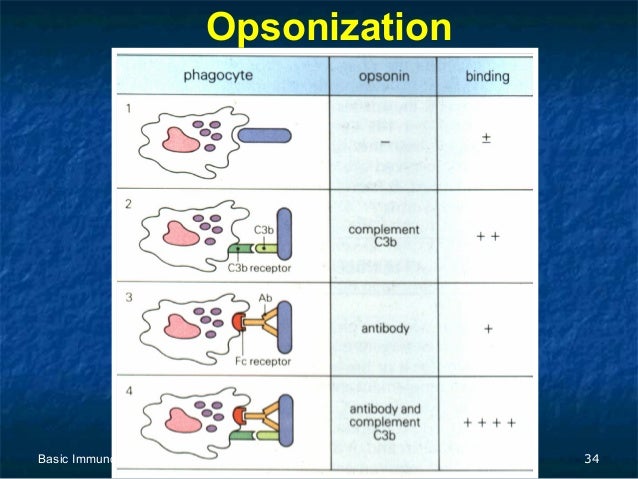 Ch. 11, Immunology Basics - Microbiology