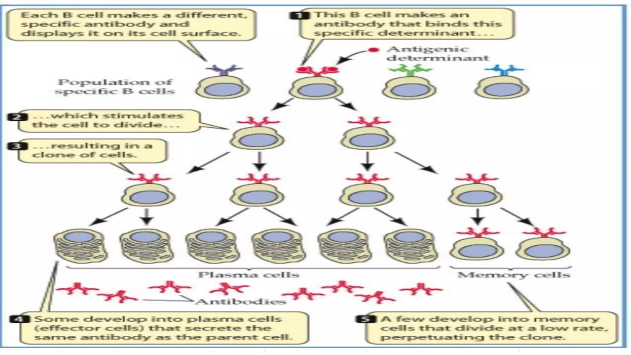 clonal selection theory.PPTX