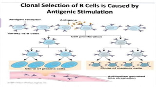 clonal selection theory.PPTX