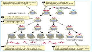 clonal selection theory.PPTX