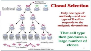 clonal selection theory.PPTX