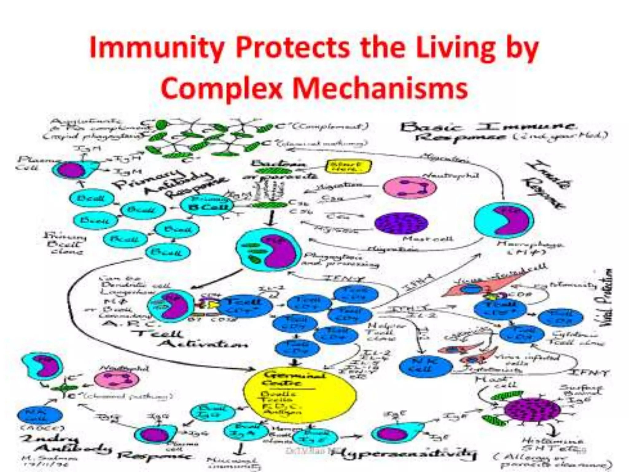immunology cross talk.ppt | Free download