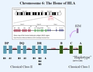 HLA BASICS AND ROLE IN TRANSPLANT IMMUNOLOGY | PPTX
