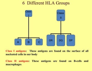 HLA BASICS AND ROLE IN TRANSPLANT IMMUNOLOGY | PPTX