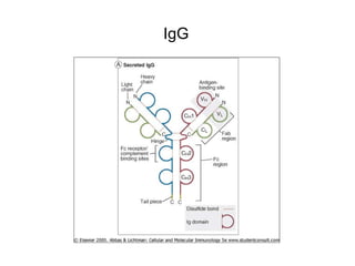 Immunology iii immunoglobulins | PPT