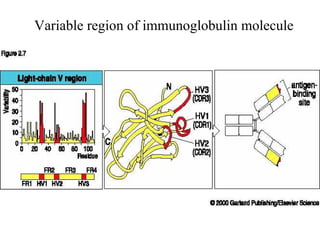 Immunology iii immunoglobulins | PPT
