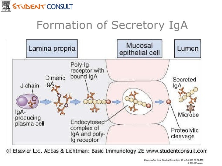 Immunology iii immunoglobulins