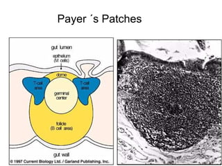 Immunology i introduction | PPT