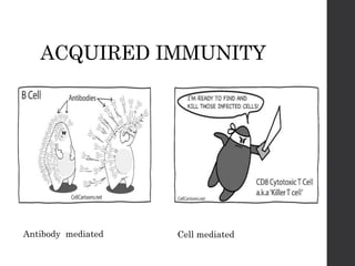 Cell Mediated Response Cartoon
