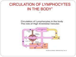 Immunology introduction | PPTX