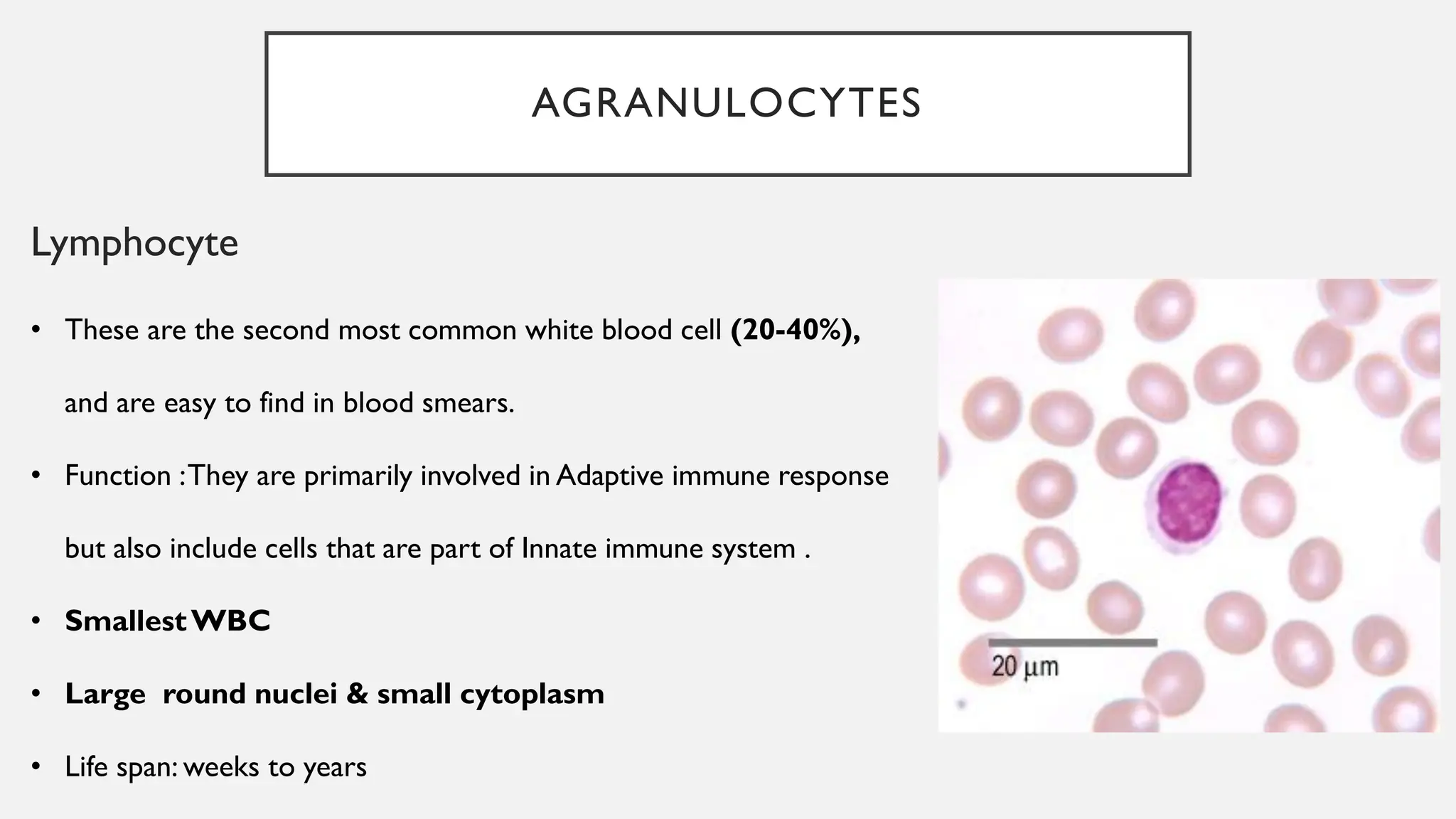 Immunology Laboratory Techniques and Diagnostic Applications” | PDF