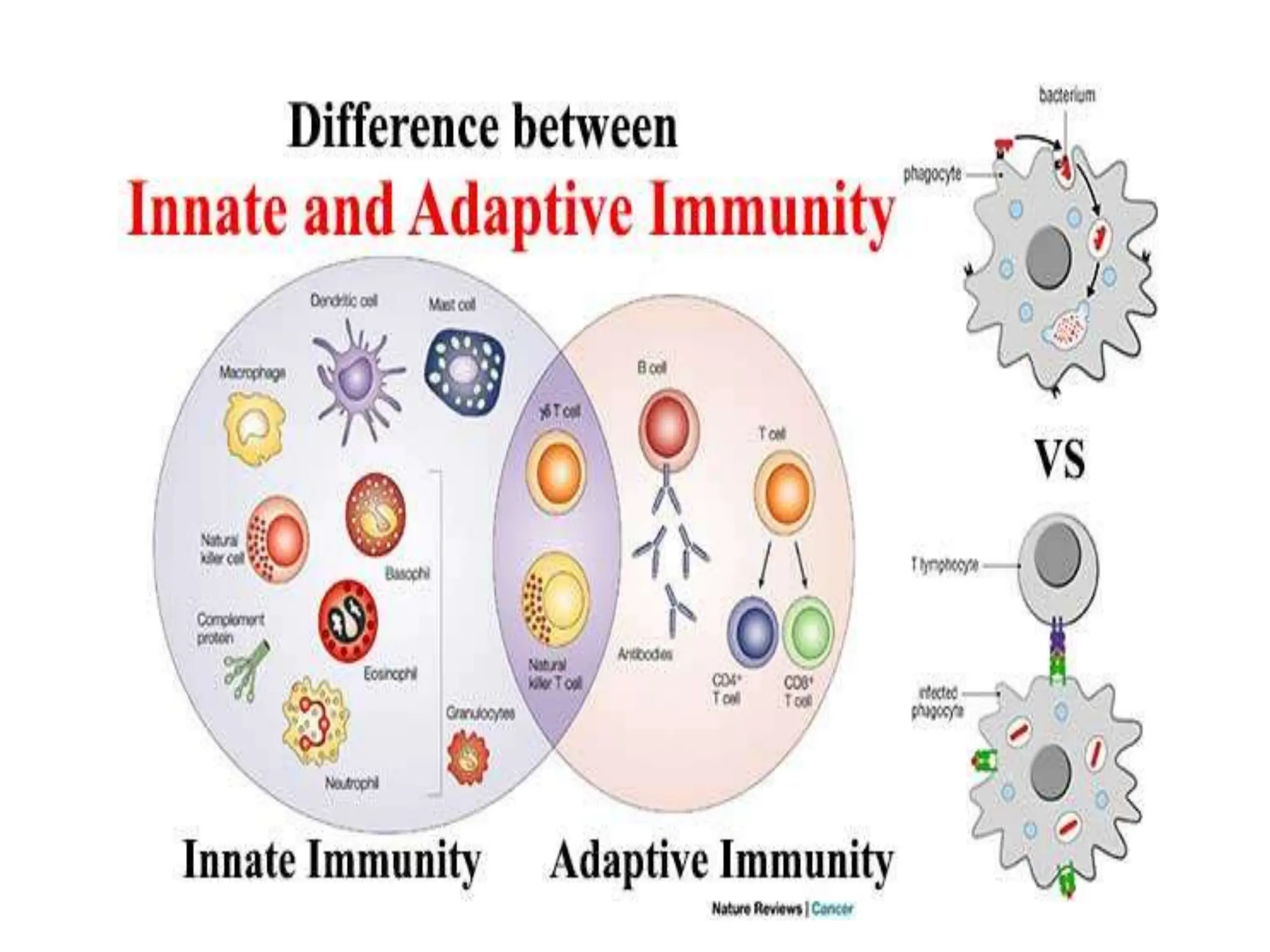 IMMUNOLOGY lecture about innate and acquired | PPTX