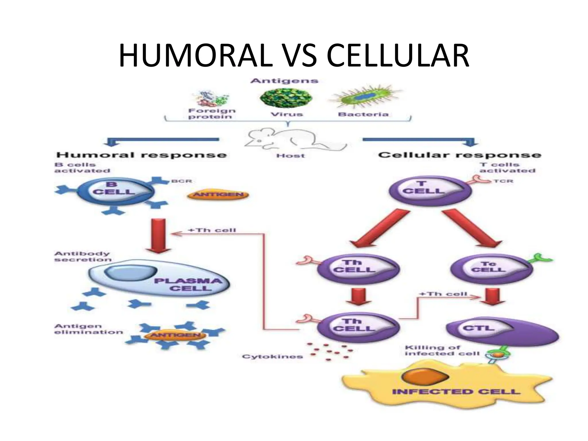 IMMUNOLOGY lecture about innate and acquired | PPTX