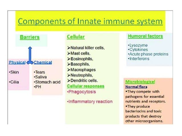 IMMUNOLOGY lecture about innate and acquired | PPTX | Infectious Diseases | Diseases and Conditions