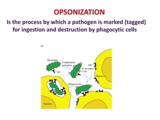 Immunology_Lecture6Antigen-Antibody_Reactions.ppt