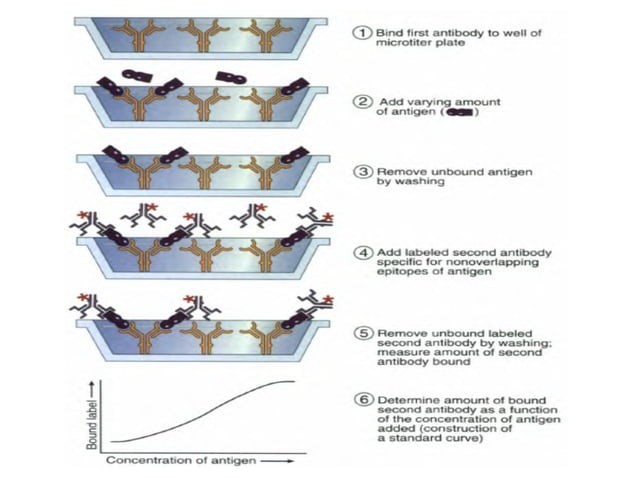 immunology lecture 9.pptx powerpoint ppt | PPT
