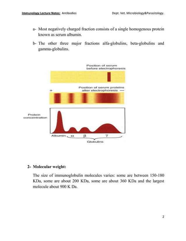 Immunology Lecture Notes Antibodies. | PDF | Blood Disorders | Diseases ...