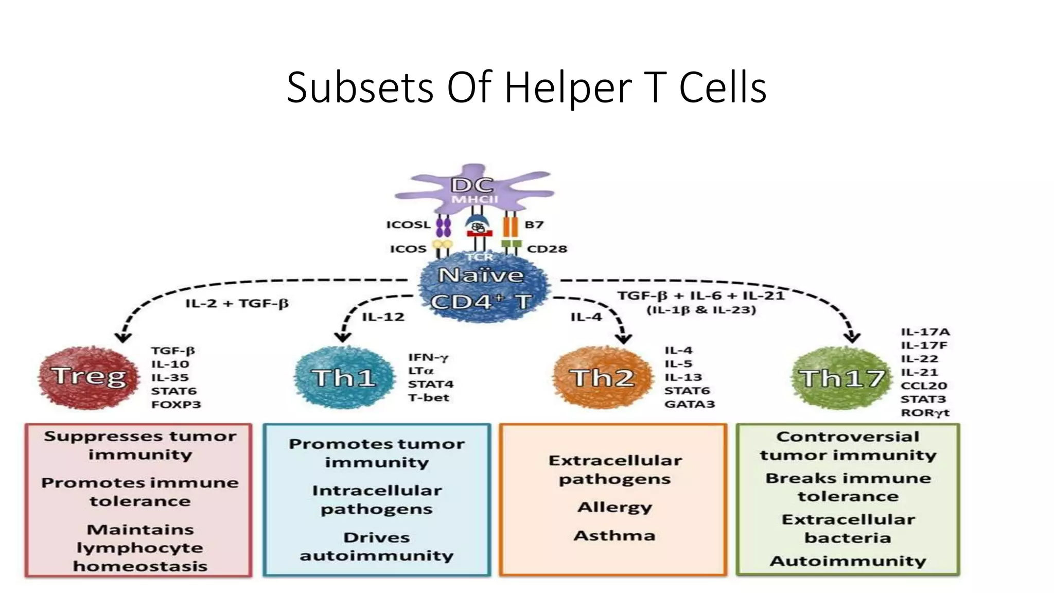 Immunology lectures 6.pptx