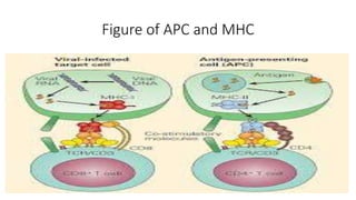 Immunology lectures 6.pptx