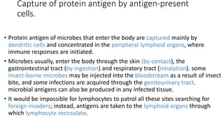 Immunology lectures 6.pptx
