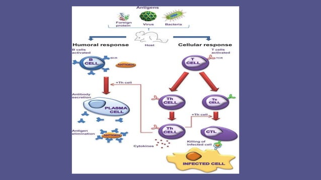 IMMUNITY (CELL MEDIATED IMMUNITY AND CELLULAR IMMUNITY) | PPT