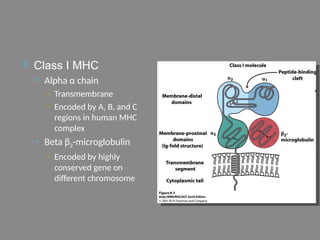 immunology MHC 123 2022.ppt PowerPoint presentation | PPT