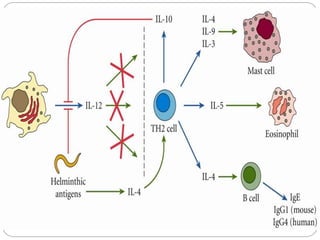 Immunology of helminth infections | PPTX