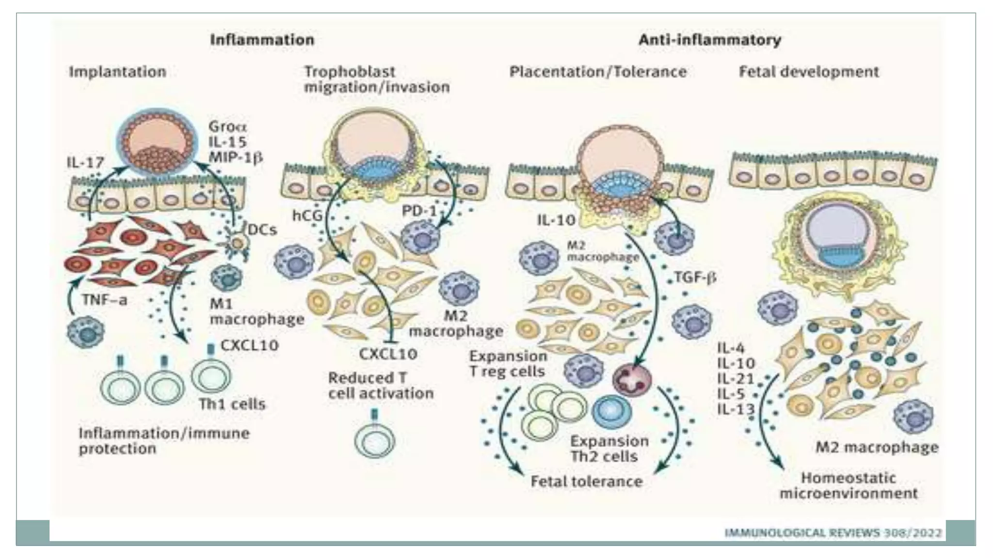 immunology of pregnancy final.pptx