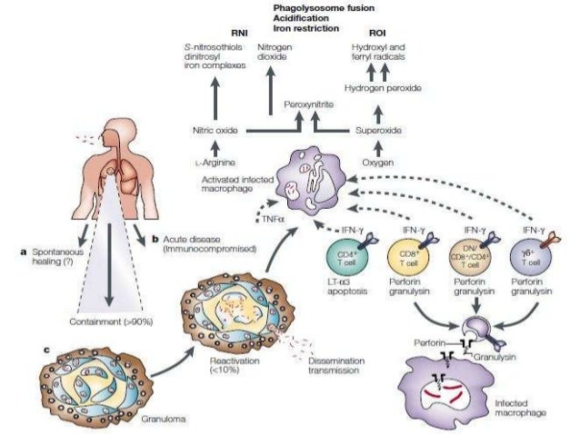 Immunology of tuberculosis
