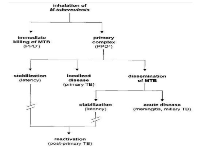 Immunology of tuberculosis