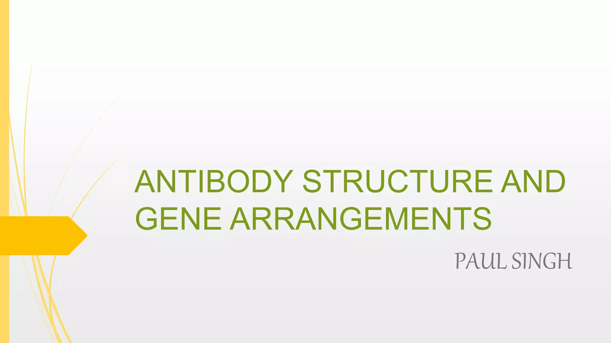 ANTIBODY STRUCTURE AD GENE REARRANGEMENTS | PPTX