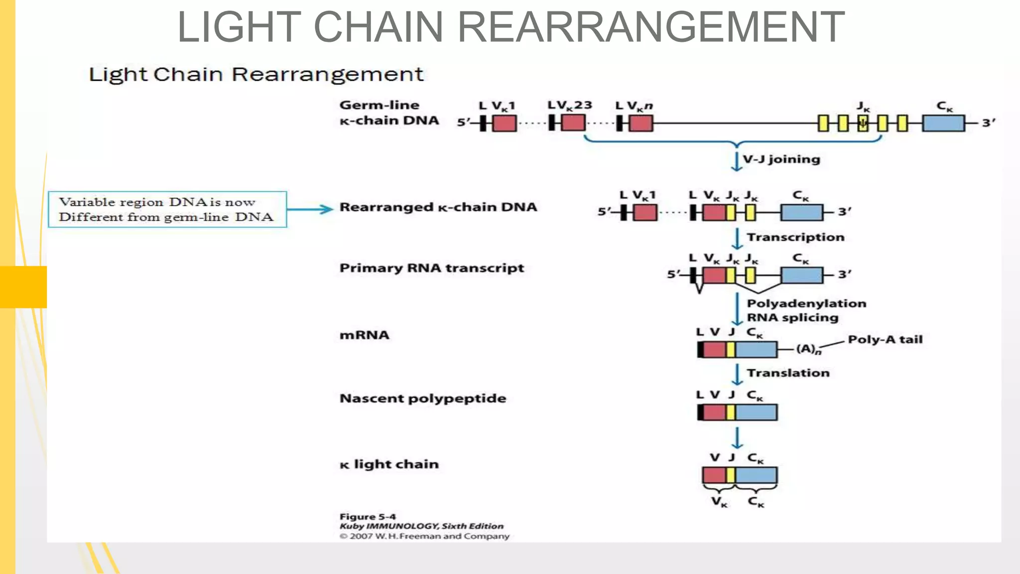 ANTIBODY STRUCTURE AD GENE REARRANGEMENTS | PPTX