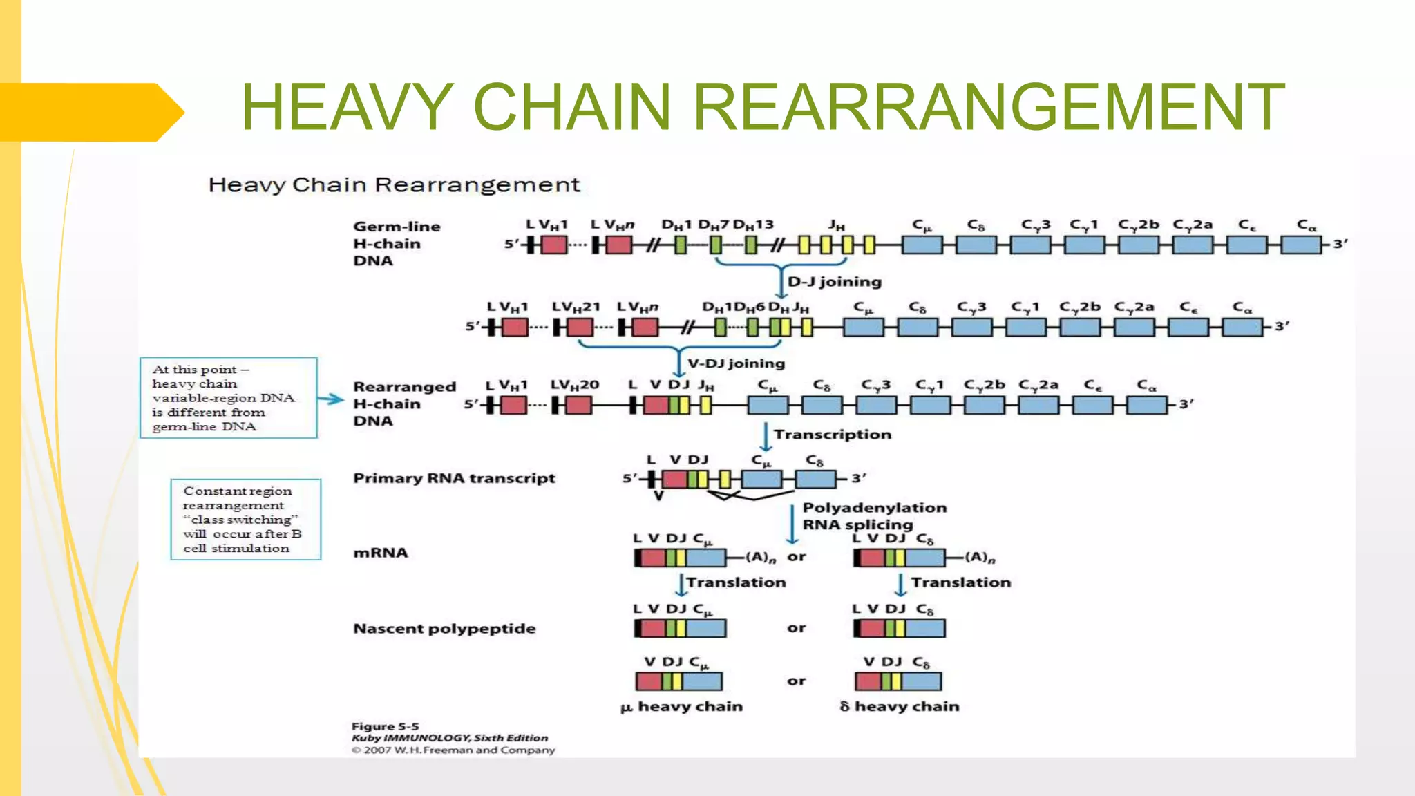 ANTIBODY STRUCTURE AD GENE REARRANGEMENTS | PPTX
